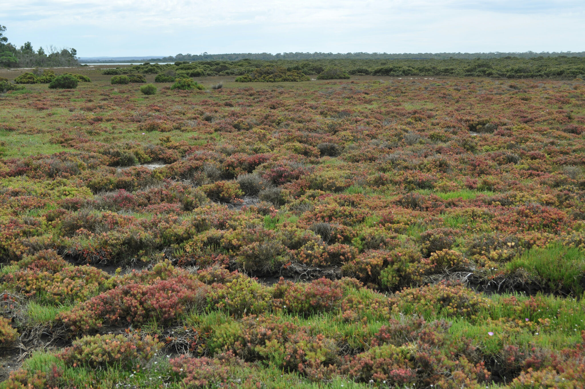 Love our Lakes | Restoring Coastal Saltmarsh wetland